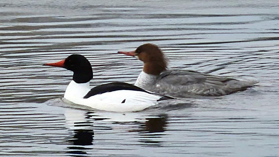 Grand harle, harle bièvre - Beauce.tv