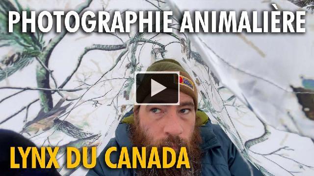 Aventure dans la taïga en hiver - Photographie animalière au Nord du ...