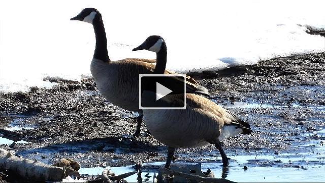Bernache du Canada - Beauce.tv