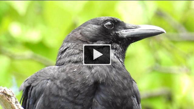 Corneille ou Corbeau? - Beauce.tv